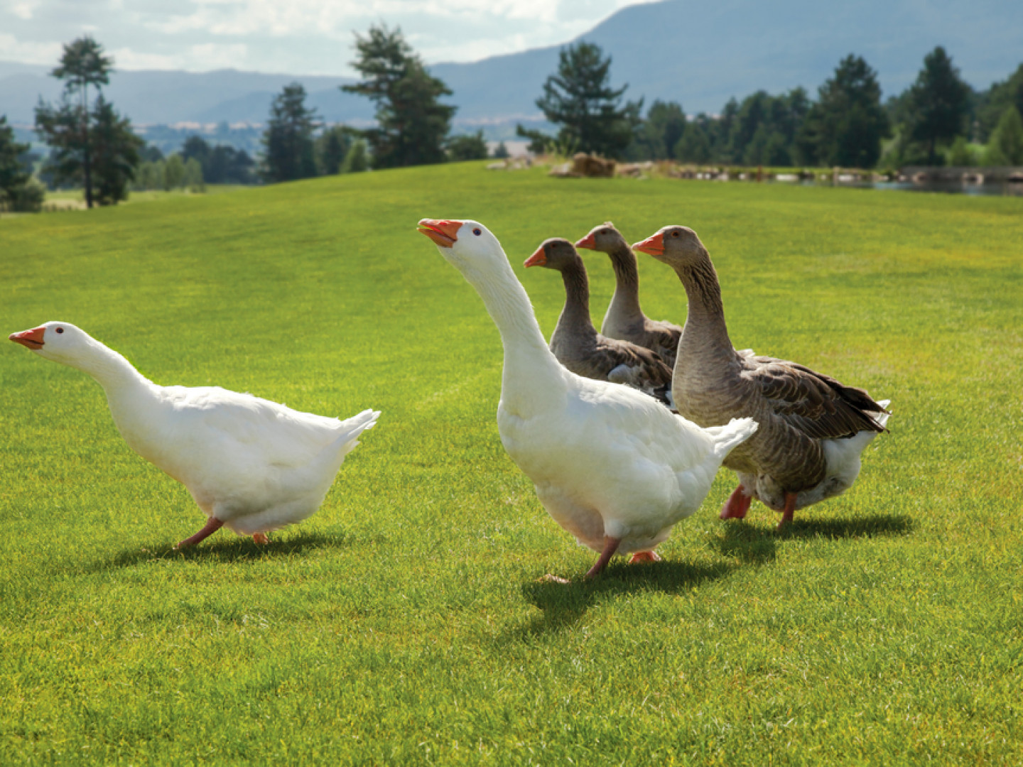 Denver, Centennial & Thornton, CO | Bird Control Inc.